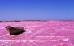 Senegal's pink lake that amazes the world - Welcome Africa